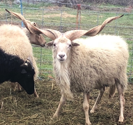 Sheep-to-Shawl Process for Creating Lofty Yarn Using Racka Wool – PLY ...