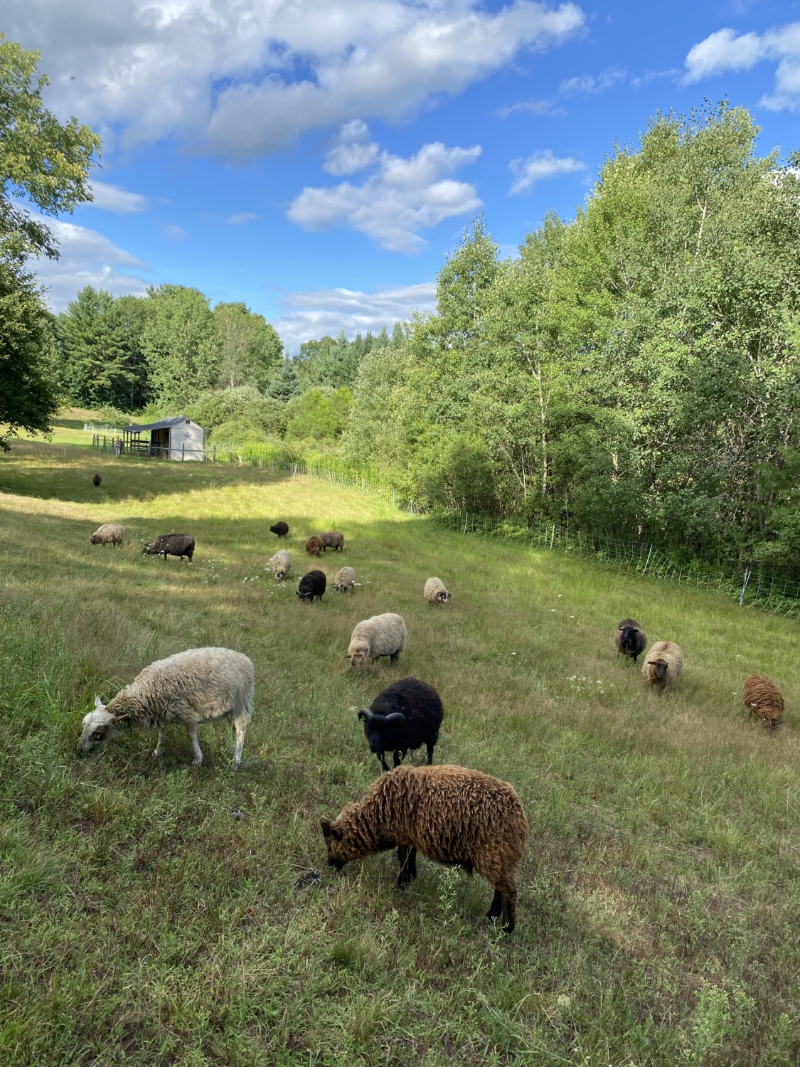 A Place for Shetland Sheep: Five Sisters Farm – PLY Magazine