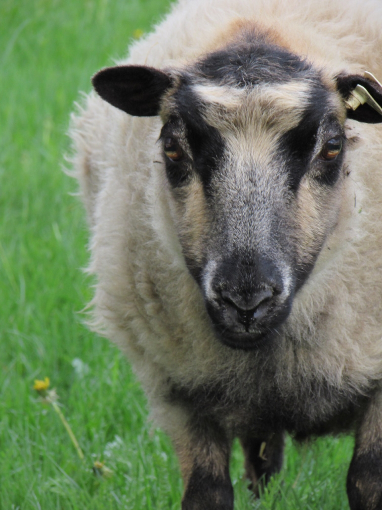 A Place for Shetland Sheep: Five Sisters Farm – PLY Magazine