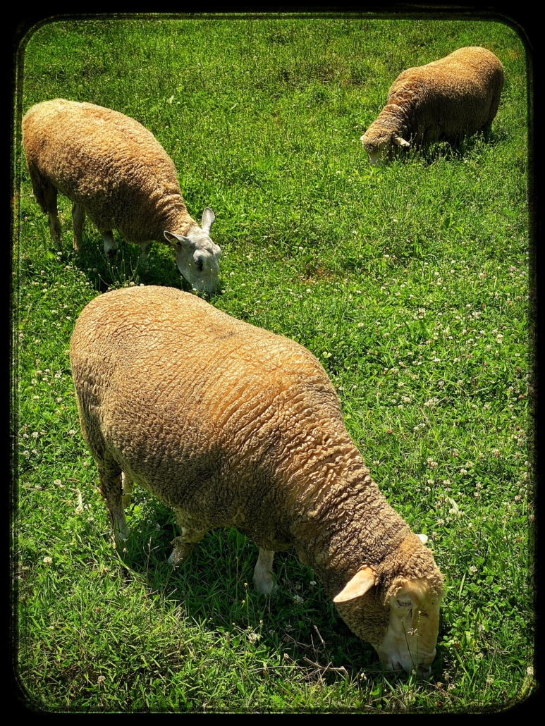 Fibershed and Terroir – PLY Magazine