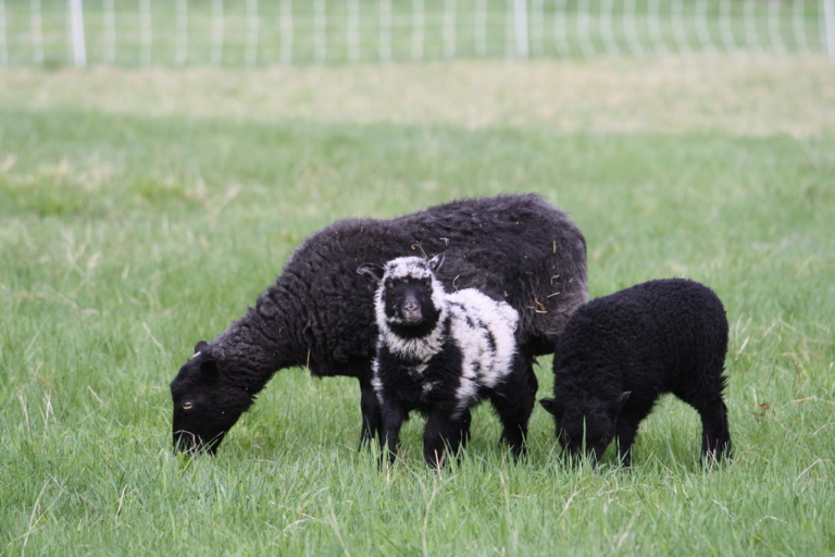 A Place for Shetland Sheep: Five Sisters Farm – PLY Magazine