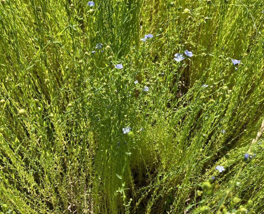 For the Love of Flax – PLY Magazine